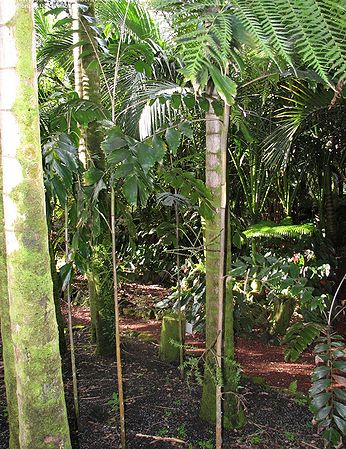 Balaka seemannii - Palmpedia - Palm Grower's Guide