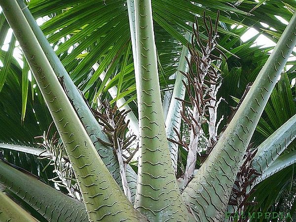 Metroxylon salomonense - Palmpedia - Palm Grower's Guide