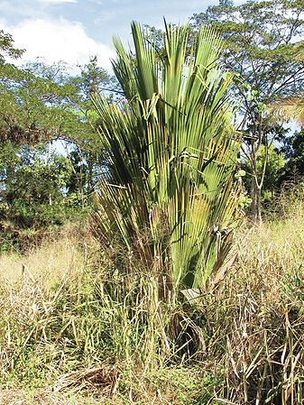 Copernicia rigida - Palmpedia - Palm Grower's Guide