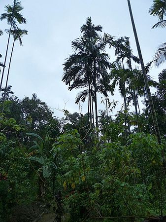 Loxococcus rupicola - Palmpedia - Palm Grower's Guide