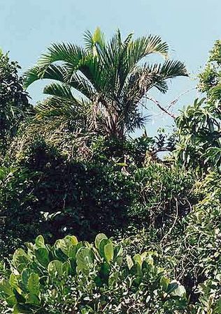 Ravenea madagascariensis - Palmpedia - Palm Grower's Guide
