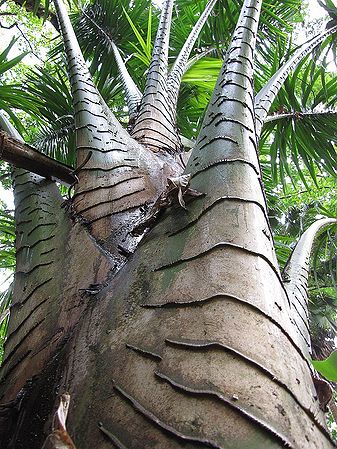 Metroxylon amicarum - Palmpedia - Palm Grower's Guide