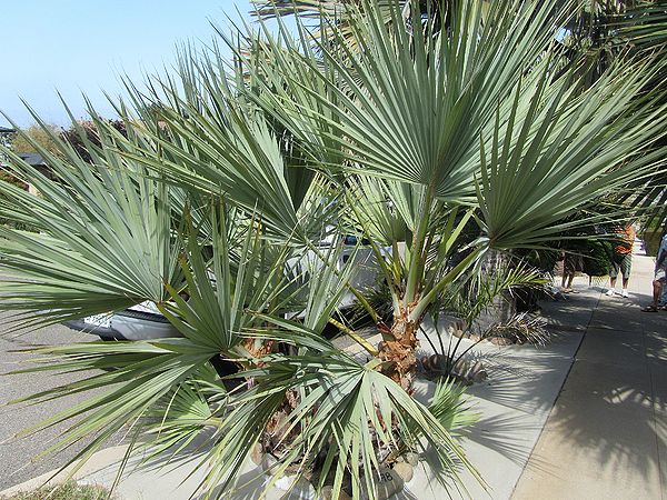 Nannorrhops ritchiana - Palmpedia - Palm Grower's Guide