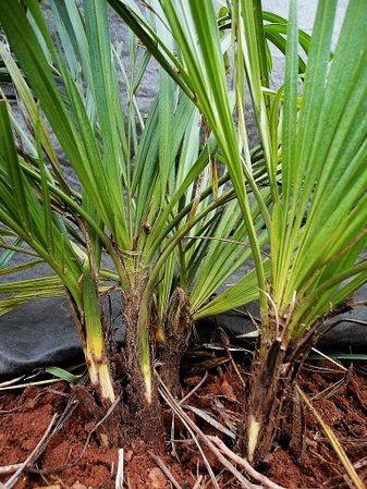 Syagrus pompeoi - Palmpedia - Palm Grower's Guide