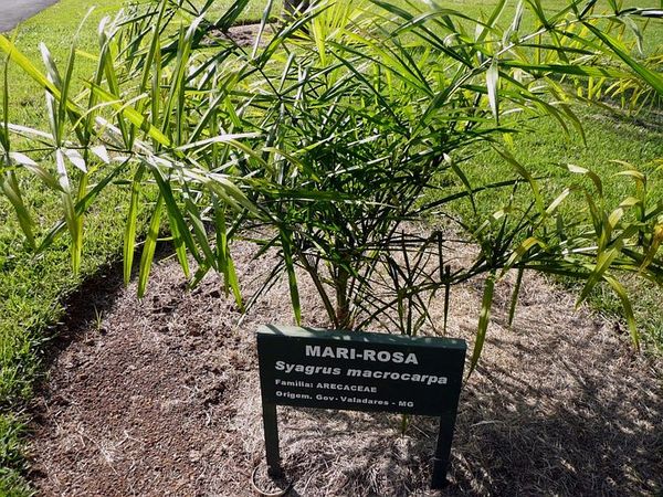 Syagrus macrocarpa - Palmpedia - Palm Grower's Guide