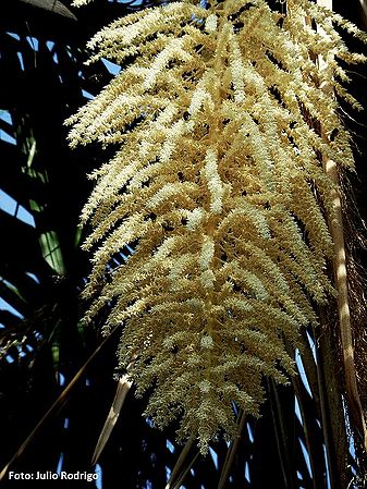 Ravenea madagascariensis - Palmpedia - Palm Grower's Guide