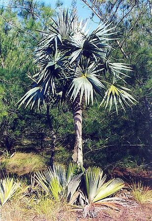 Coccothrinax macroglossa - Palmpedia - Palm Grower's Guide