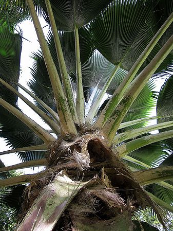 Pritchardia pacifica - Palmpedia - Palm Grower's Guide
