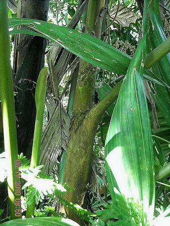 Pinanga javana - Palmpedia - Palm Grower's Guide