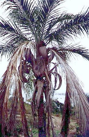 Attalea humilis - Palmpedia - Palm Grower's Guide