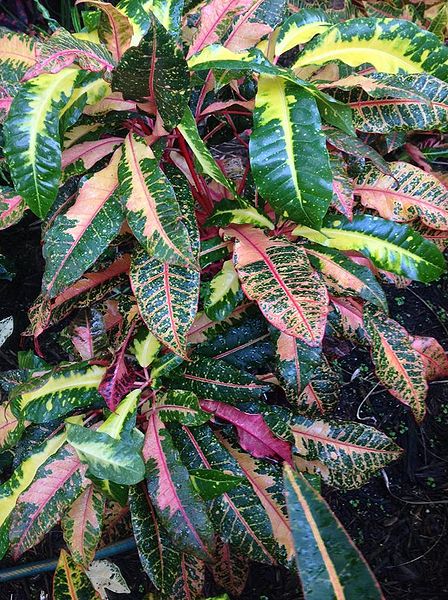 CORNELIUS - Palmpedia - Palm Grower's Guide