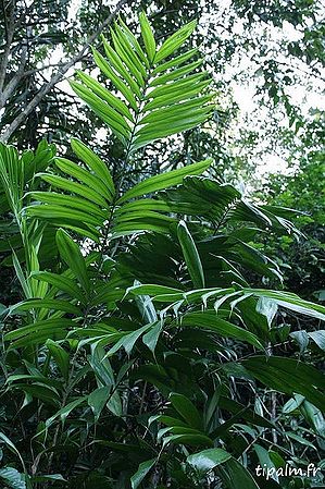 Bactris maraja - Palmpedia - Palm Grower's Guide