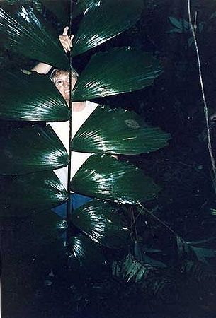 Iriartea deltoidea - Palmpedia - Palm Grower's Guide