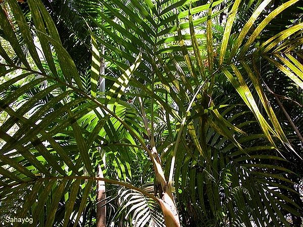 Pinanga dicksonii - Palmpedia - Palm Grower's Guide