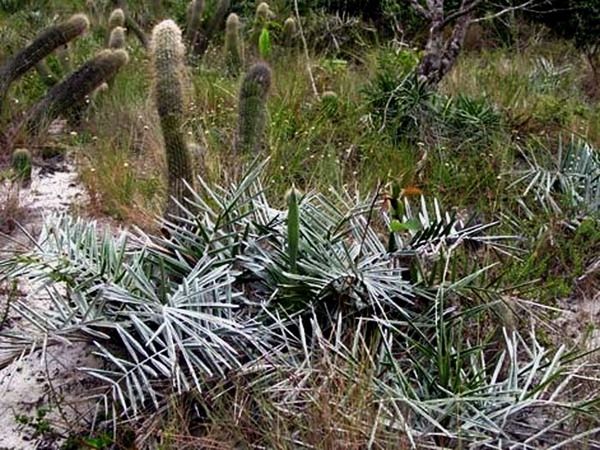 Syagrus microphylla - Palmpedia - Palm Grower's Guide