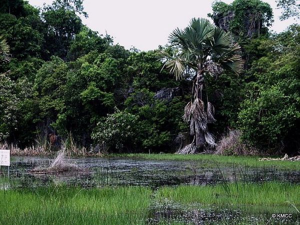 Tahina spectabilis - Palmpedia - Palm Grower's Guide