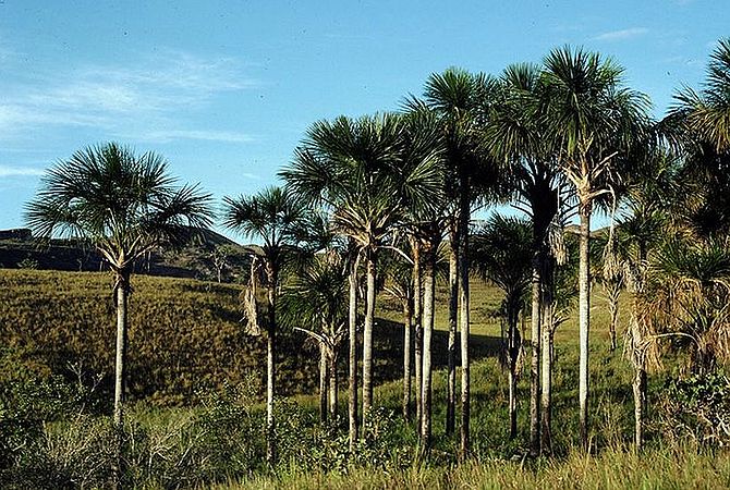 Mauritia flexuosa - Alchetron, The Free Social Encyclopedia