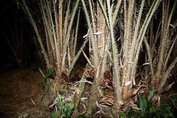 Salacca zalacca - Palmpedia - Palm Grower's Guide