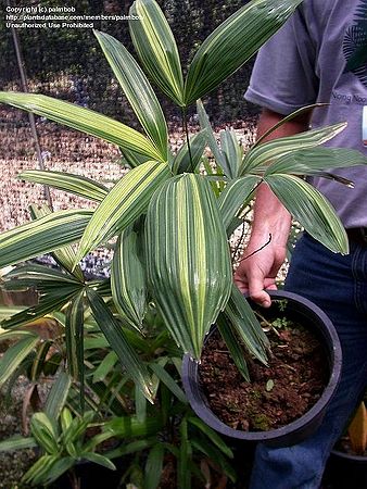 Rhapis subtilis - Palmpedia - Palm Grower's Guide