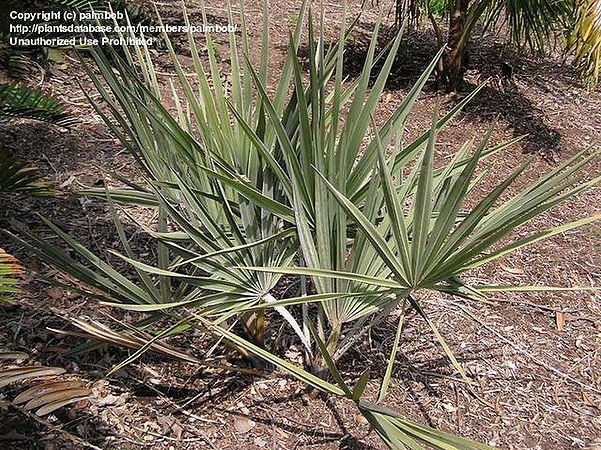 Hyphaene coriacea - Palmpedia - Palm Grower's Guide