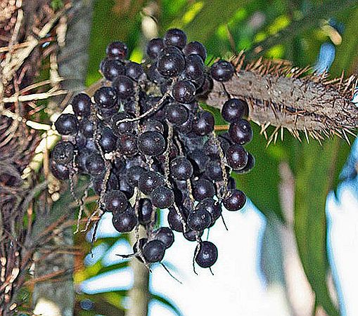 Bactris maraja - Palmpedia - Palm Grower's Guide