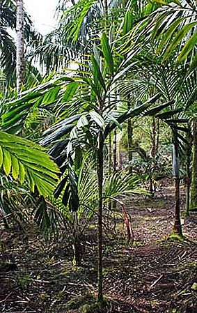 Balaka macrocarpa - Palmpedia - Palm Grower's Guide