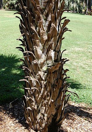 Brahea aculeata - Palmpedia - Palm Grower's Guide