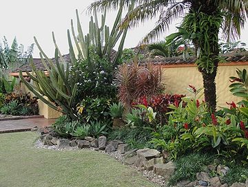 COSTA RICAN CROTON PICTURES - Palmpedia - Palm Grower's Guide