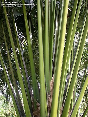 Corypha lecomtei - Palmpedia - Palm Grower's Guide