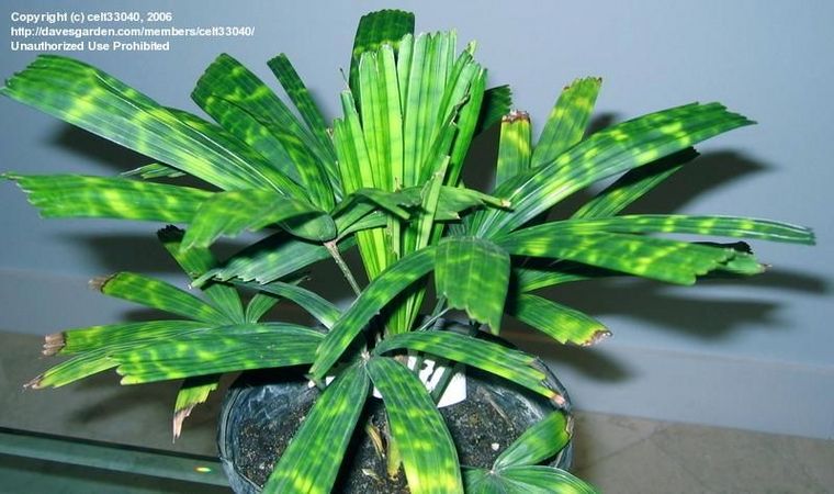 Licuala mattanensis - Palmpedia - Palm Grower's Guide