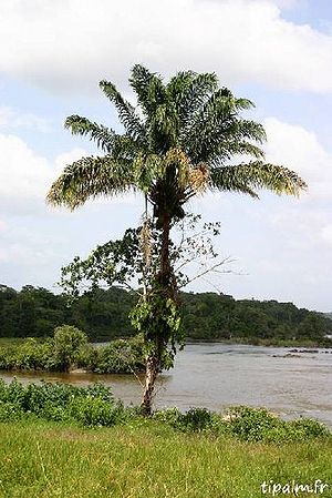 Attalea maripa - Palmpedia - Palm Grower's Guide