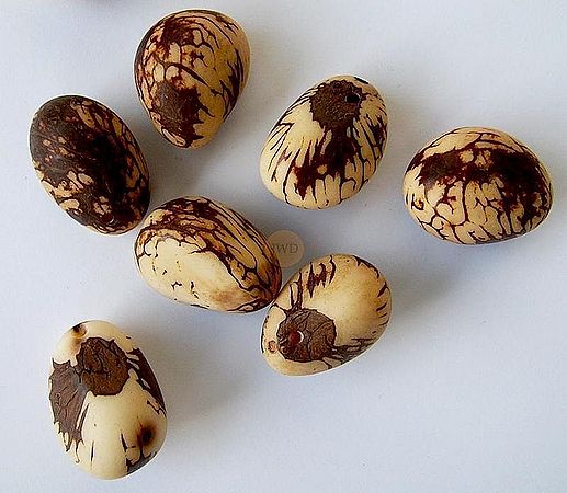 Phytelephas macrocarpa - Palmpedia - Palm Grower's Guide