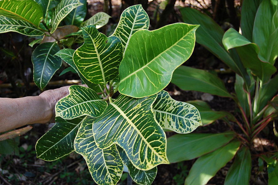 LEMON TOP - Palmpedia - Palm Grower's Guide