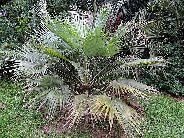 Brahea brandegeei - Palmpedia - Palm Grower's Guide