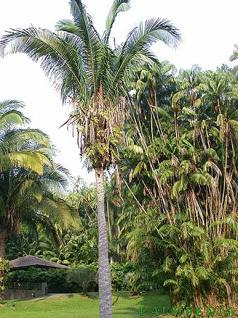 Attalea insignis - Palmpedia - Palm Grower's Guide
