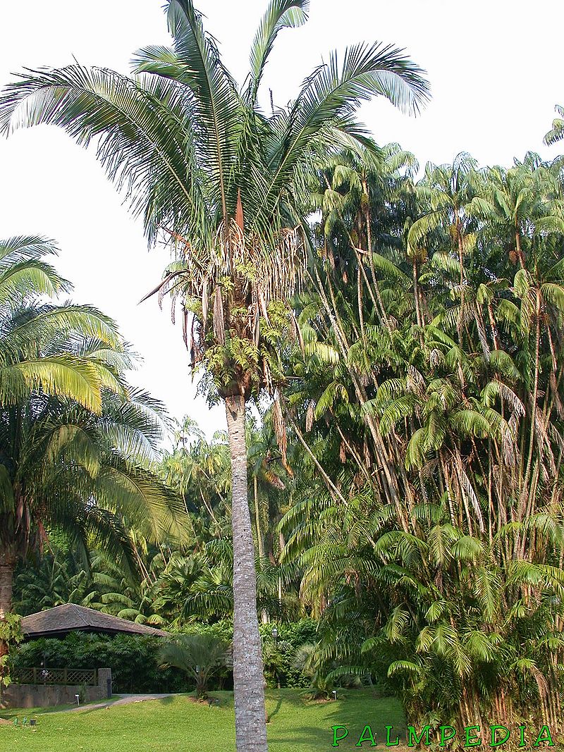 Attalea insignis - Palmpedia - Palm Grower's Guide
