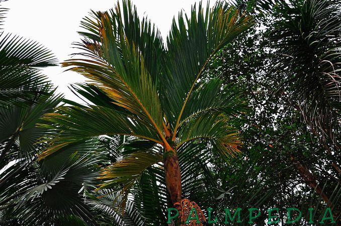 Areca sp. 'yellow crownshaft' - Palmpedia - Palm Grower's Guide