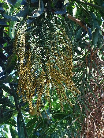 Chamaedorea plumosa - Palmpedia - Palm Grower's Guide