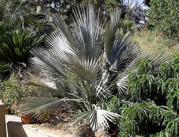 Brahea decumbens - Palmpedia - Palm Grower's Guide