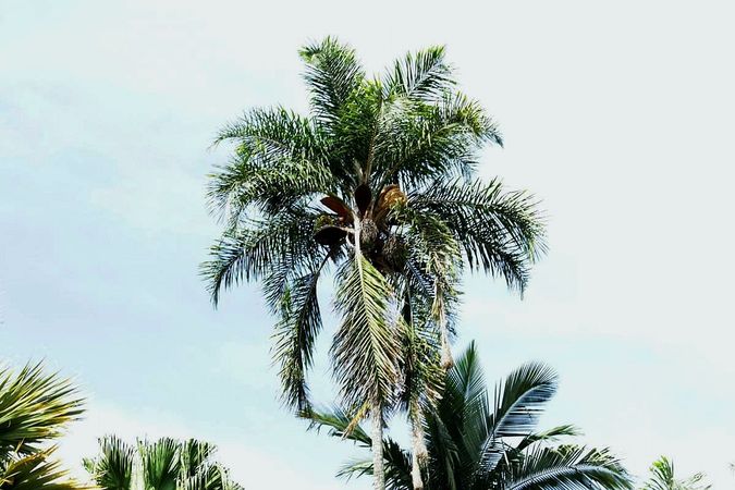 Syagrus pseudococos - Palmpedia - Palm Grower's Guide