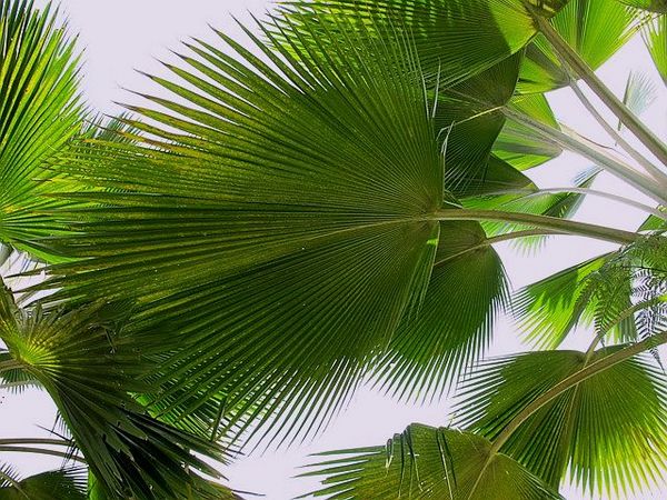 Pritchardia pacifica - Palmpedia - Palm Grower's Guide