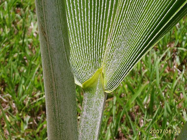 Pritchardia beccariana - Palmpedia - Palm Grower's Guide