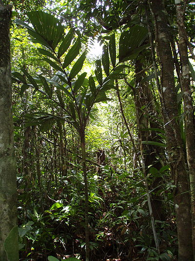 Balaka sp. 'natewa' - Palmpedia - Palm Grower's Guide