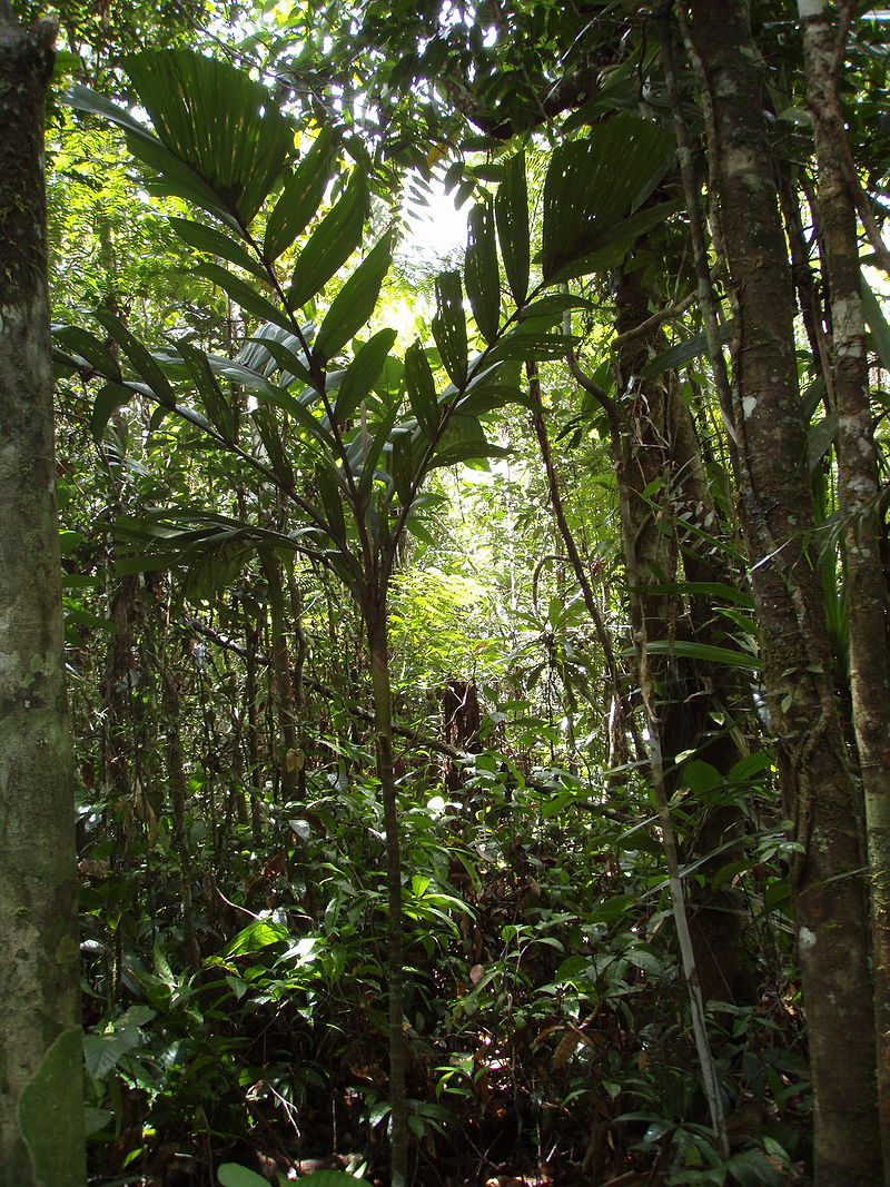 Balaka sp. 'natewa' - Palmpedia - Palm Grower's Guide