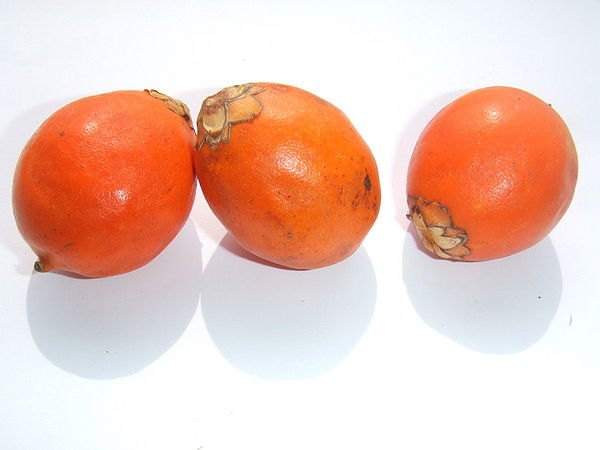 Astrocaryum vulgare - Palmpedia - Palm Grower's Guide