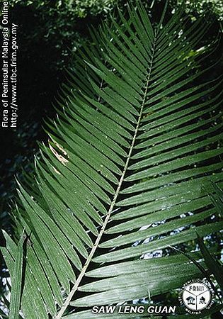 Calamus spectatissimus - Palmpedia - Palm Grower's Guide