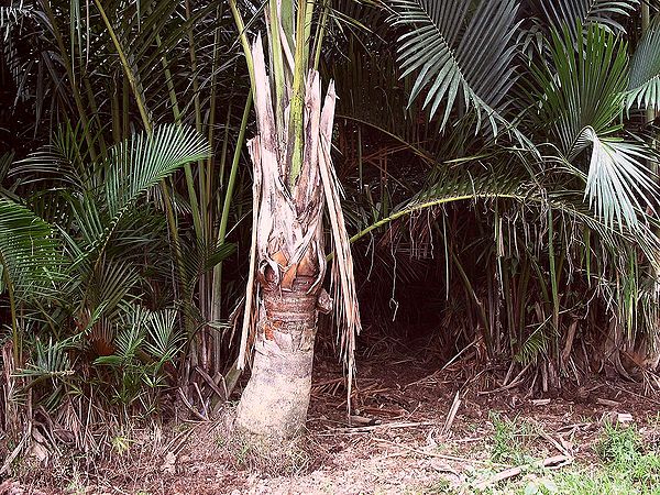 Metroxylon sagu - Alchetron, The Free Social Encyclopedia