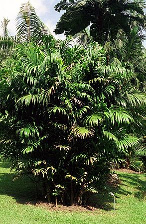 Bactris guineensis - Palmpedia - Palm Grower's Guide