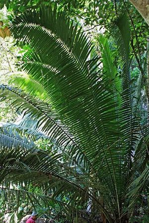 Phytelephas seemannii - Palmpedia - Palm Grower's Guide
