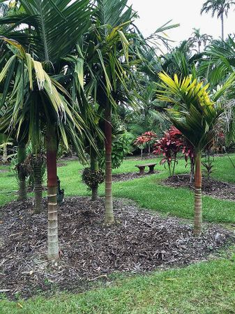 Areca macrocalyx var. 'Marie' - Palmpedia - Palm Grower's Guide